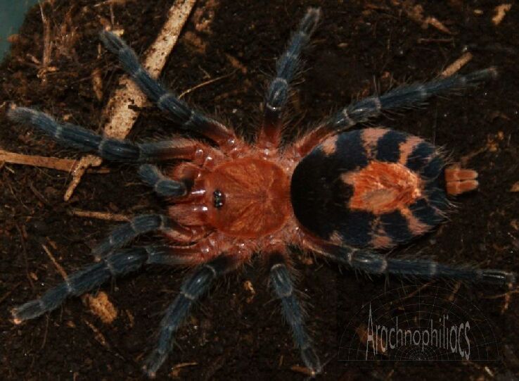 Bolivian Dwarf Tiger Rump (Cyriocosmus perezmilesi)
