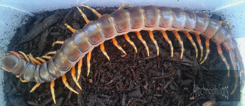 The Arachnophiliacs' Web - Now Celebrating Our 30th Year!