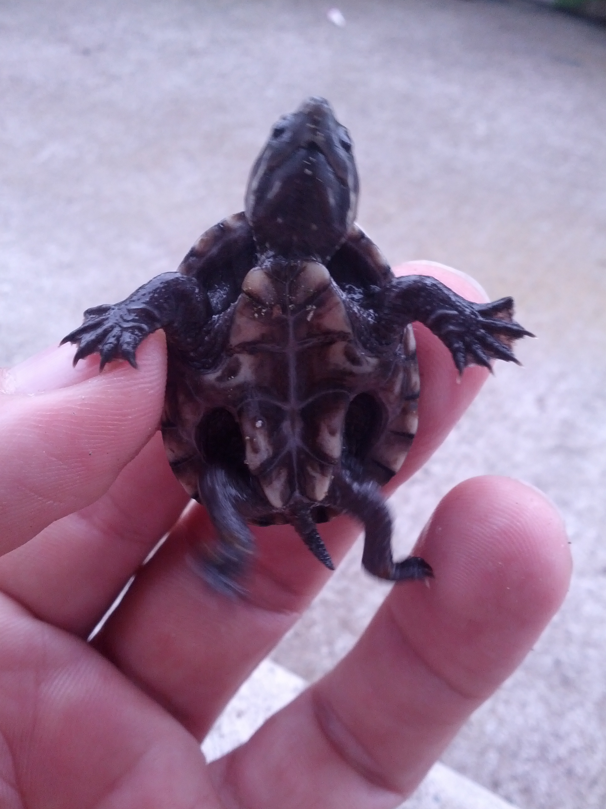 Stinkpot Musk Turtle (Sternotherus odoratus)