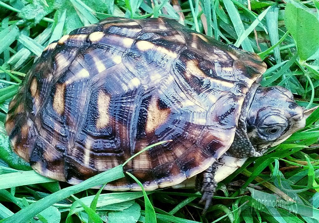Western Ornate Box Turtle (Terrapene ornata ornata)